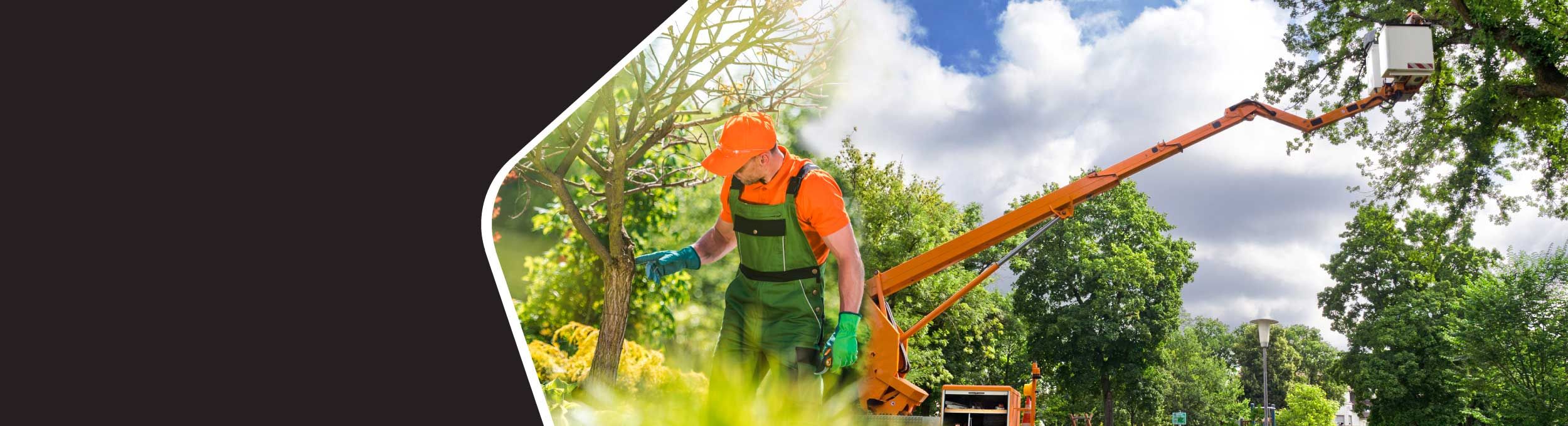 Baumpflege und Baumschnitt